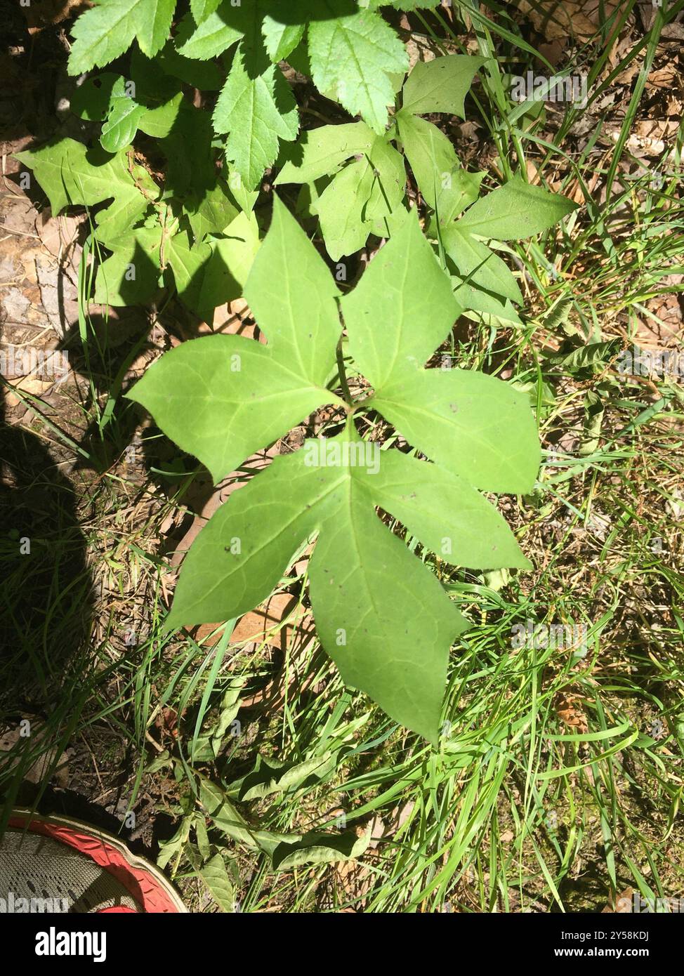 three-leaved rattlesnake root (Nabalus trifoliolatus) Plantae Stock ...