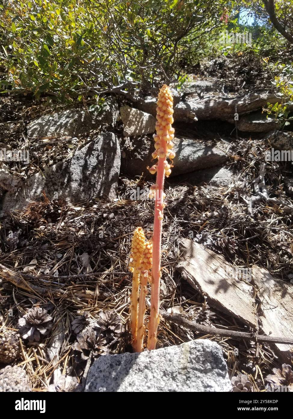 woodland pinedrops (Pterospora andromedea) Plantae Stock Photo - Alamy