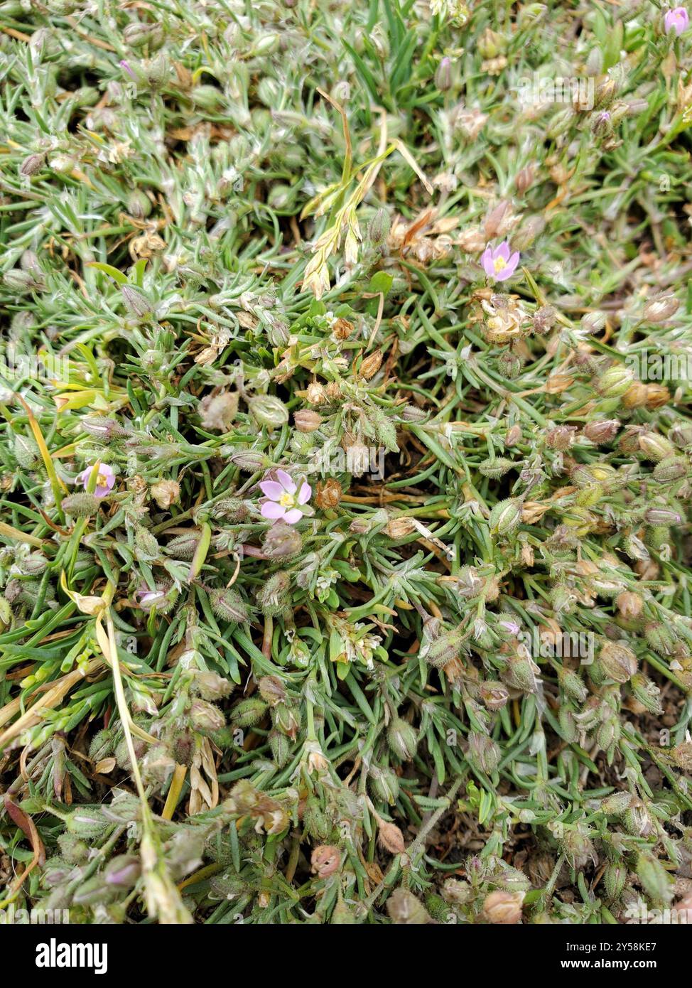 Red Sand Spurrey (Spergularia rubra) Plantae Stock Photo - Alamy