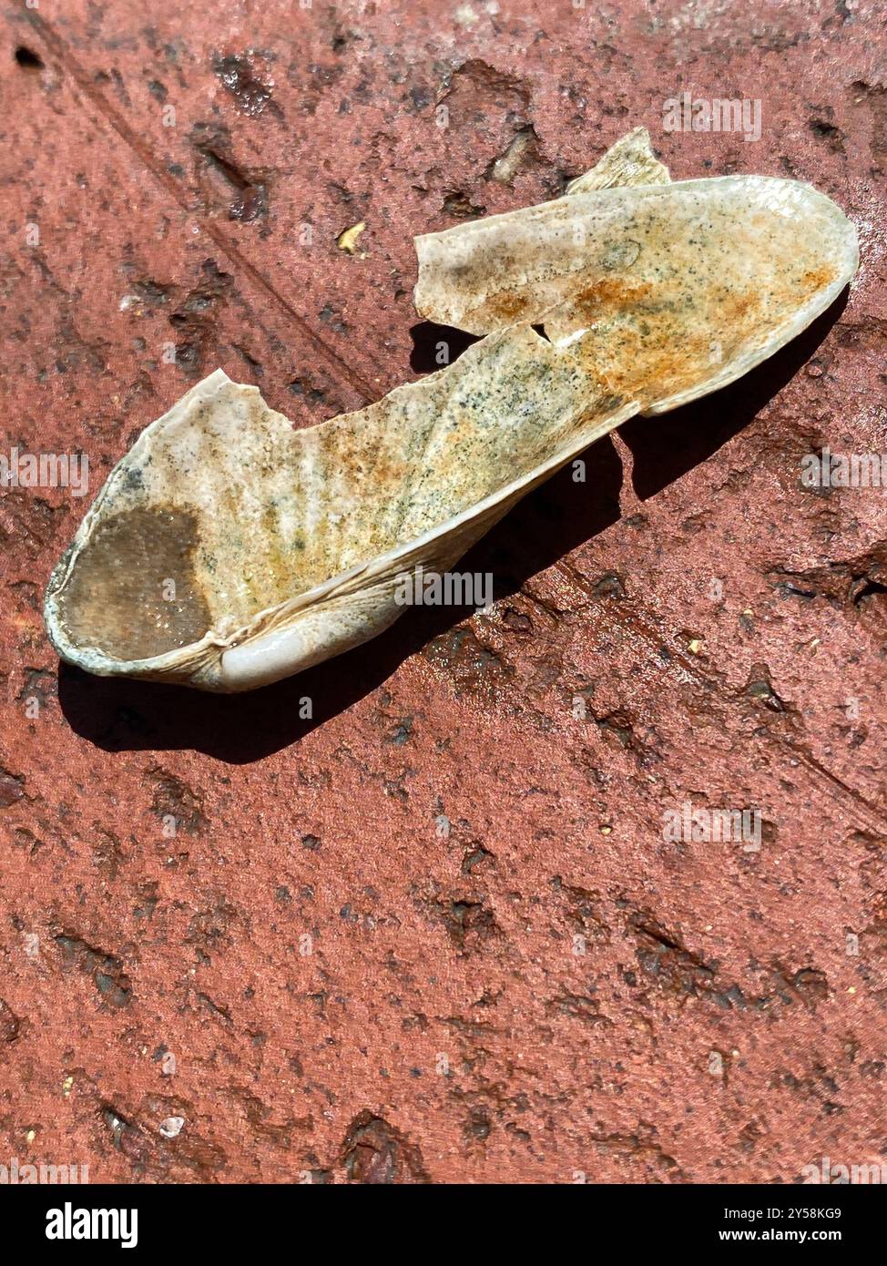False Angelwing (Petricolaria pholadiformis) Mollusca Stock Photo - Alamy