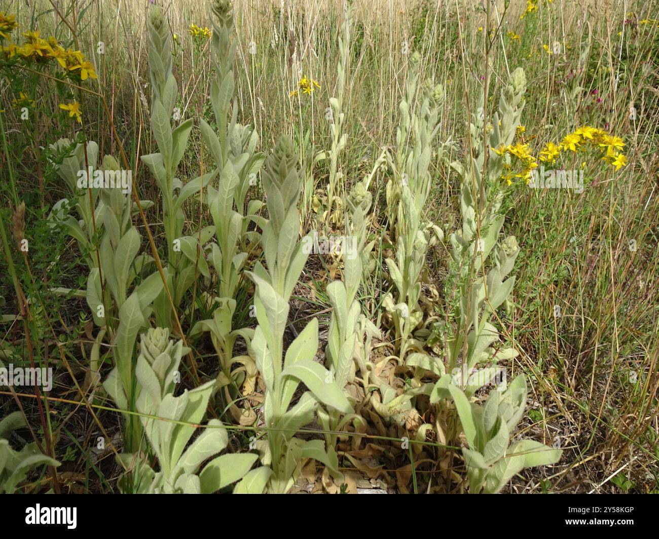 great mullein (Verbascum thapsus) Plantae Stock Photo - Alamy