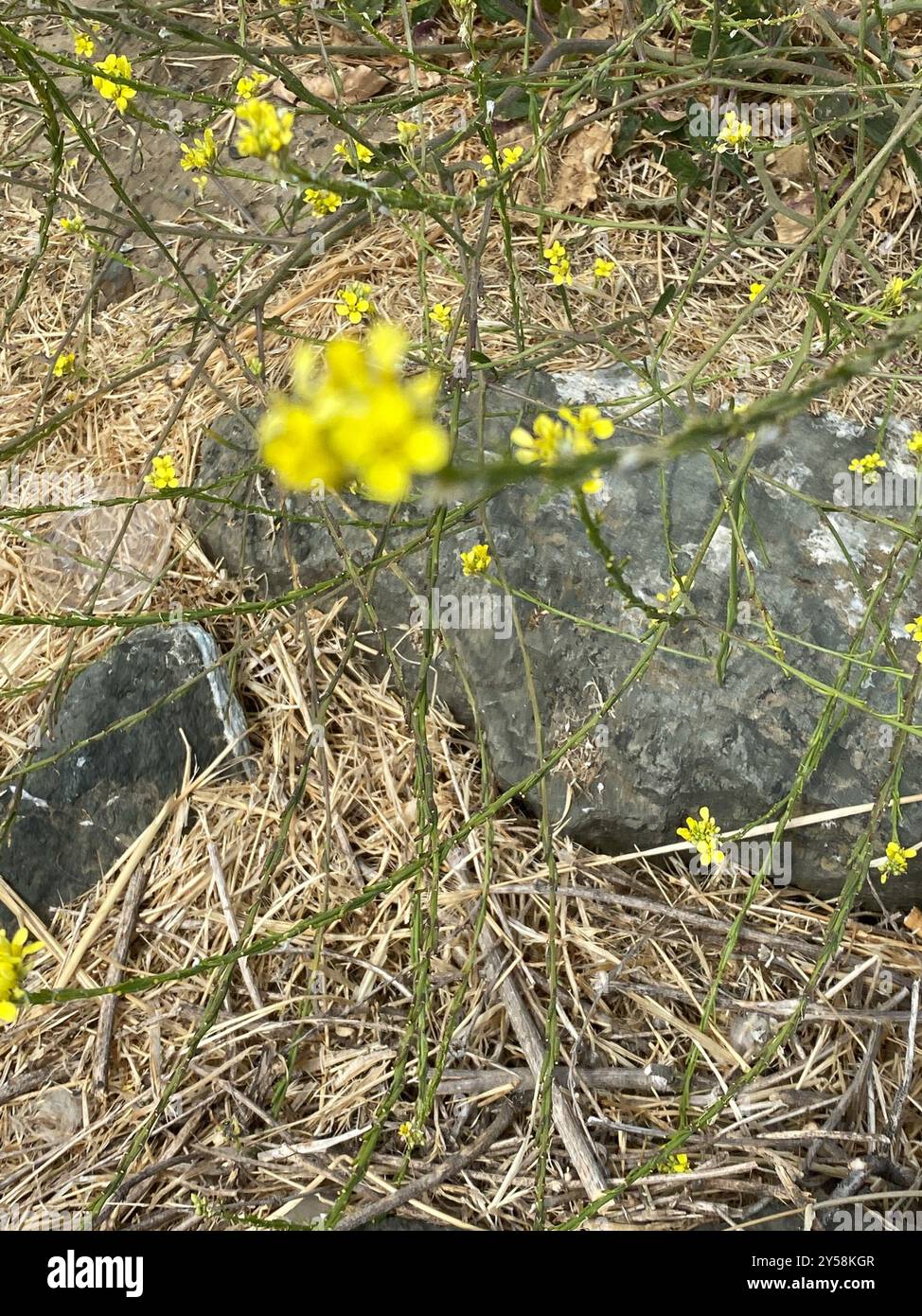 Shortpod Mustard (Hirschfeldia incana) Plantae Stock Photo - Alamy