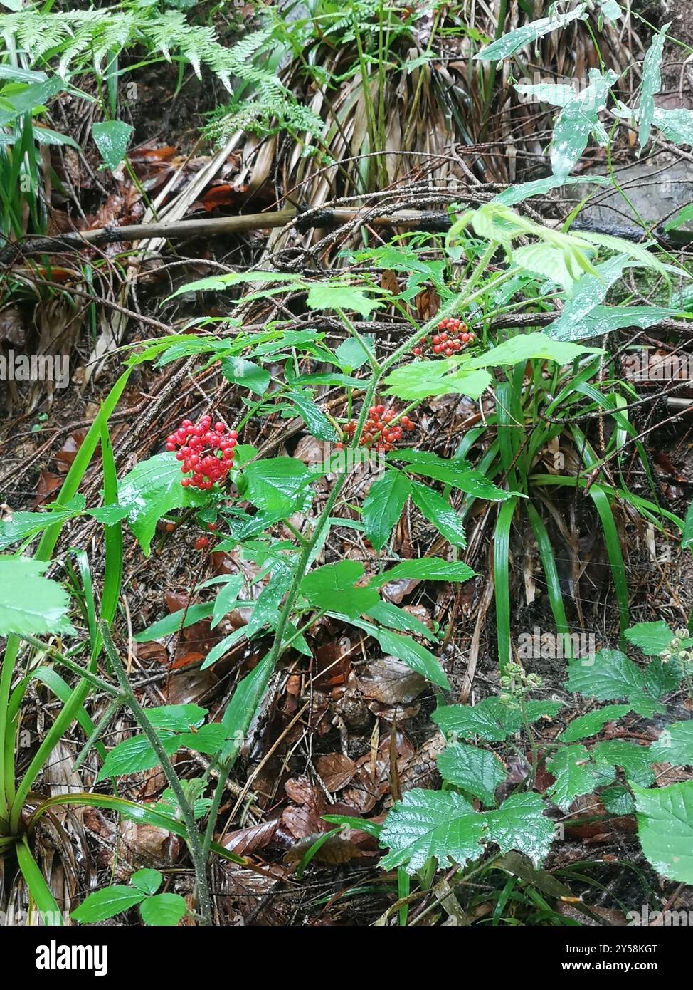 Stone Bramble (Rubus saxatilis) Plantae Stock Photo - Alamy