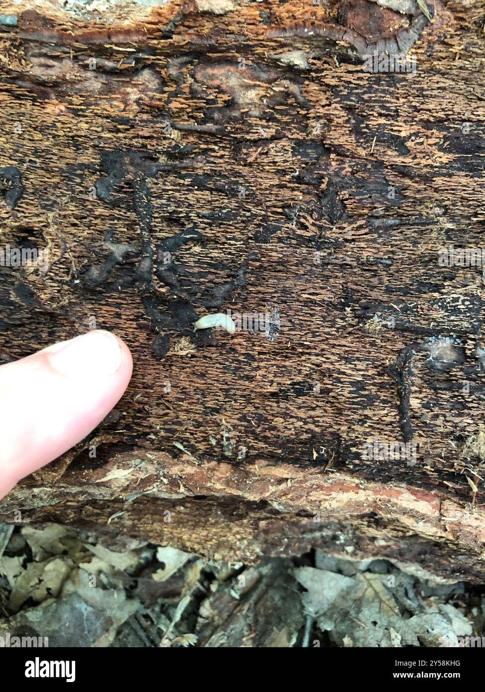 Hedgehog Slug (Arion intermedius) Mollusca Stock Photo - Alamy