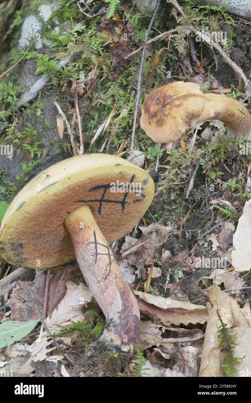 Red-mouth Bolete (Neoboletus subvelutipes) Fungi Stock Photo - Alamy