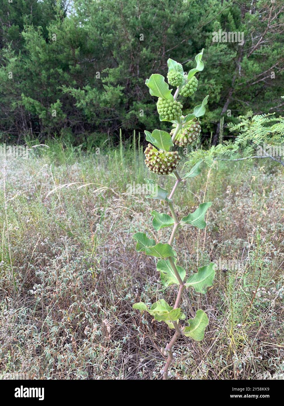 green comet milkweed (Asclepias viridiflora) Plantae Stock Photo - Alamy