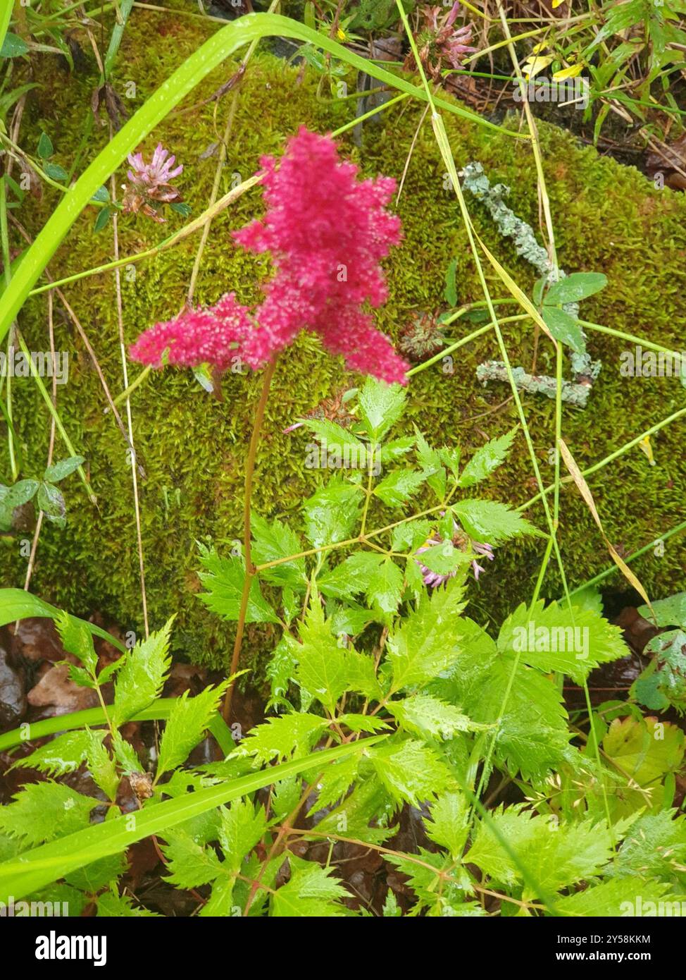 false goat's beards (Astilbe) Plantae Stock Photo - Alamy