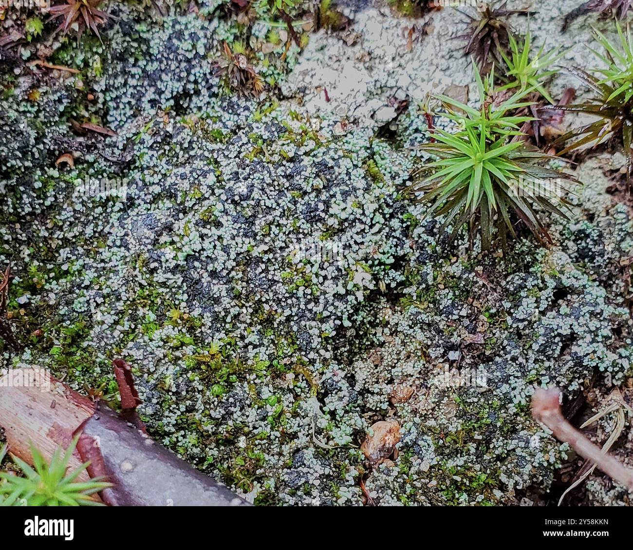 Granular Mottled-disk Lichen (Trapeliopsis granulosa) Fungi Stock Photo ...