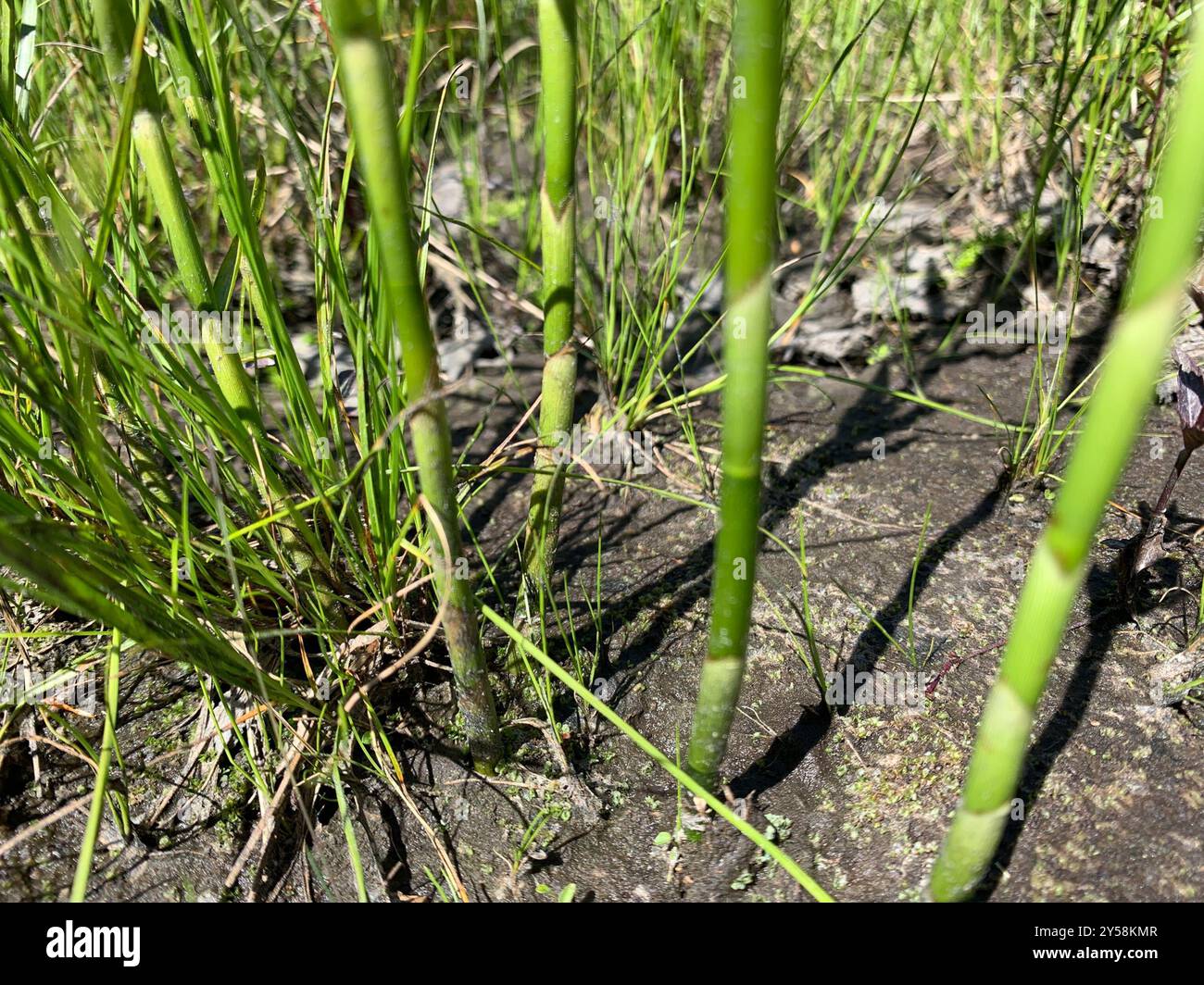 Three-way Sedge (Dulichium arundinaceum) Plantae Stock Photo - Alamy