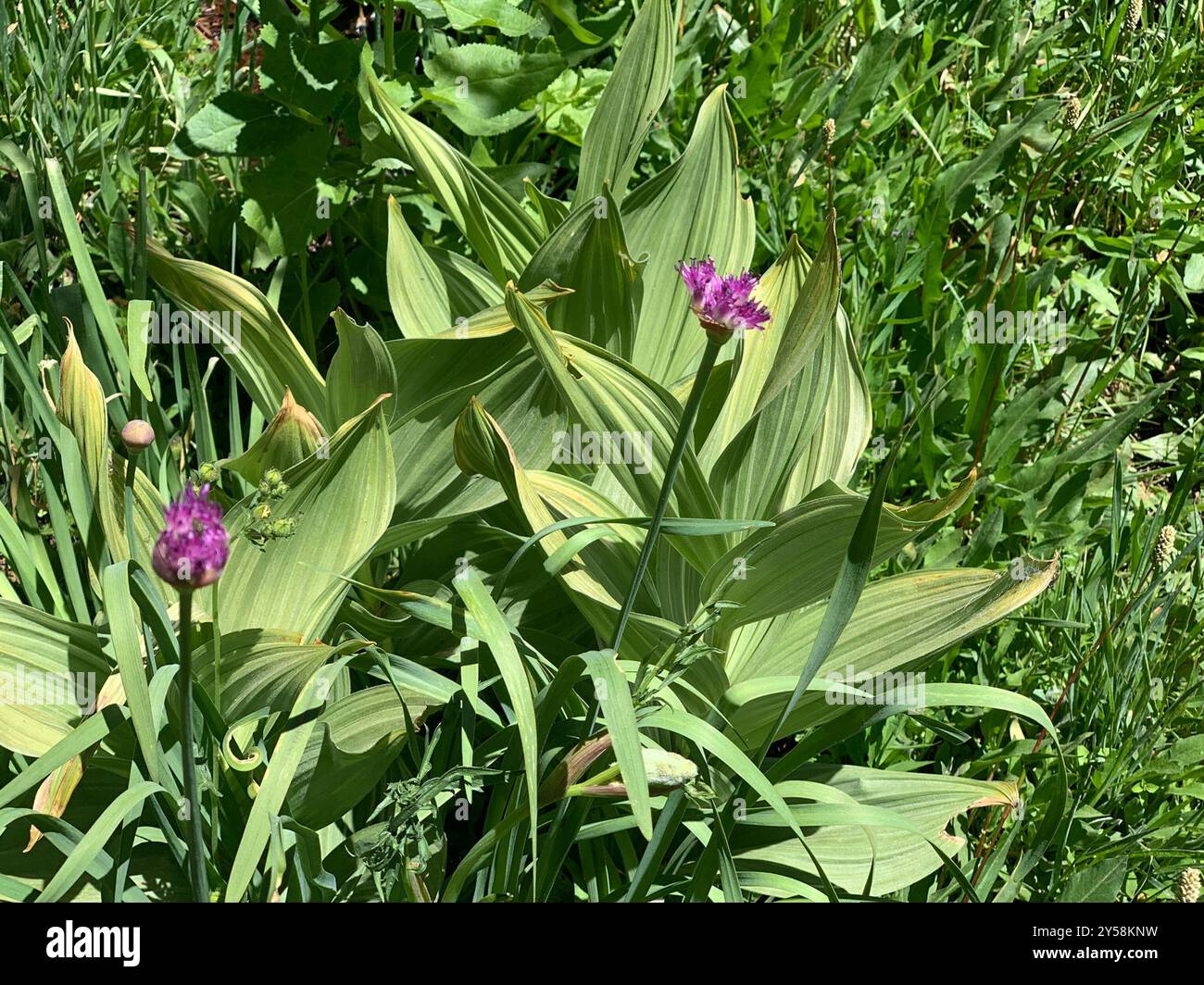 Swamp Onion (Allium validum) Plantae Stock Photo - Alamy