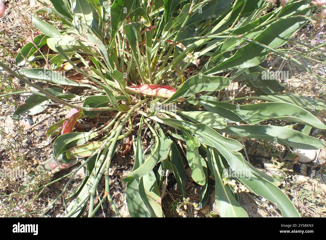 Lax-flowered Sea-lavender (Limonium humile) Plantae Stock Photo - Alamy