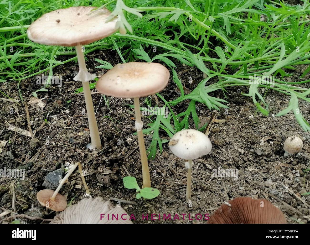 wrinkled fieldcap (Agrocybe rivulosa) Fungi Stock Photo - Alamy