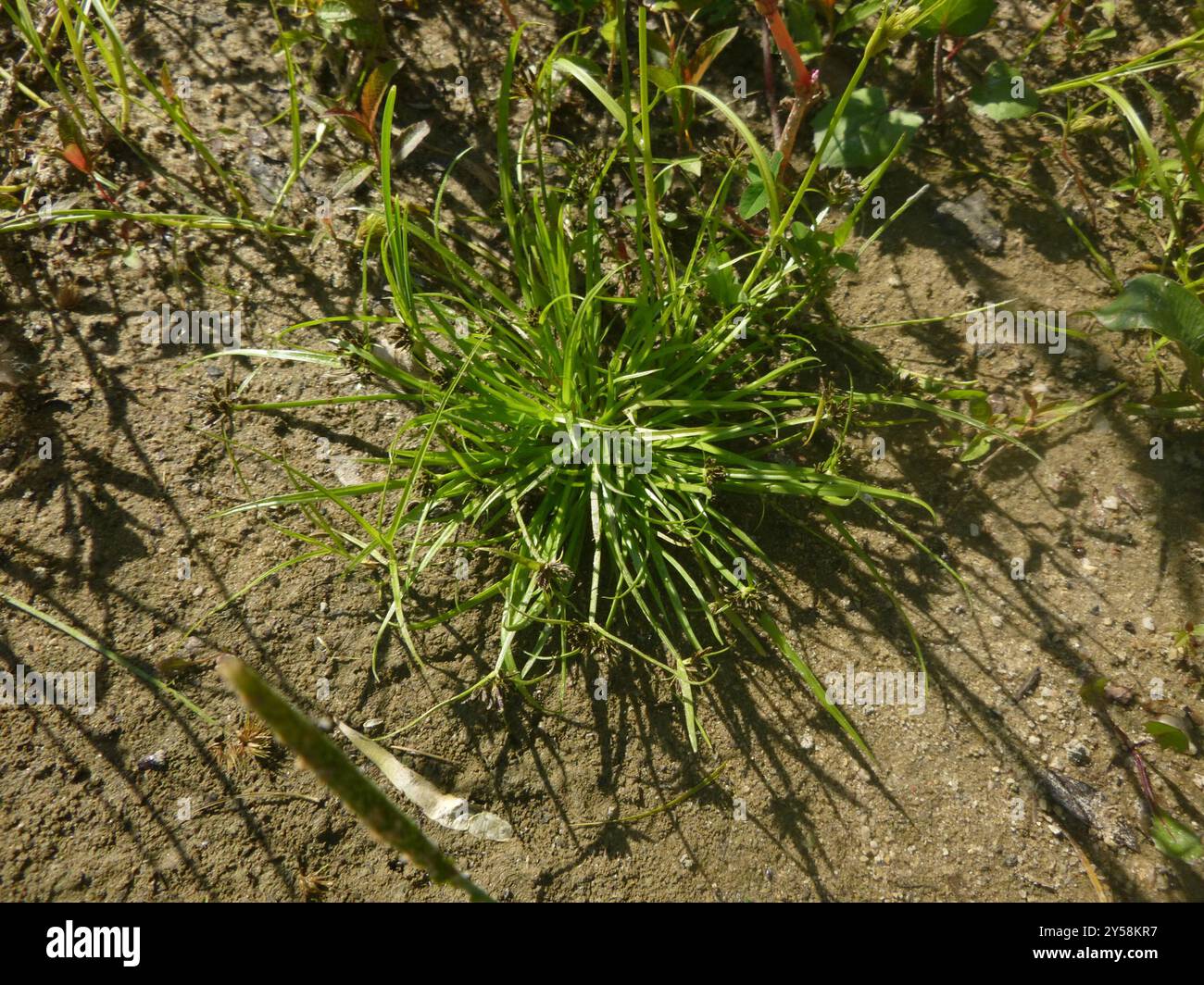 Brown Flatsedge (Cyperus fuscus) Plantae Stock Photo - Alamy
