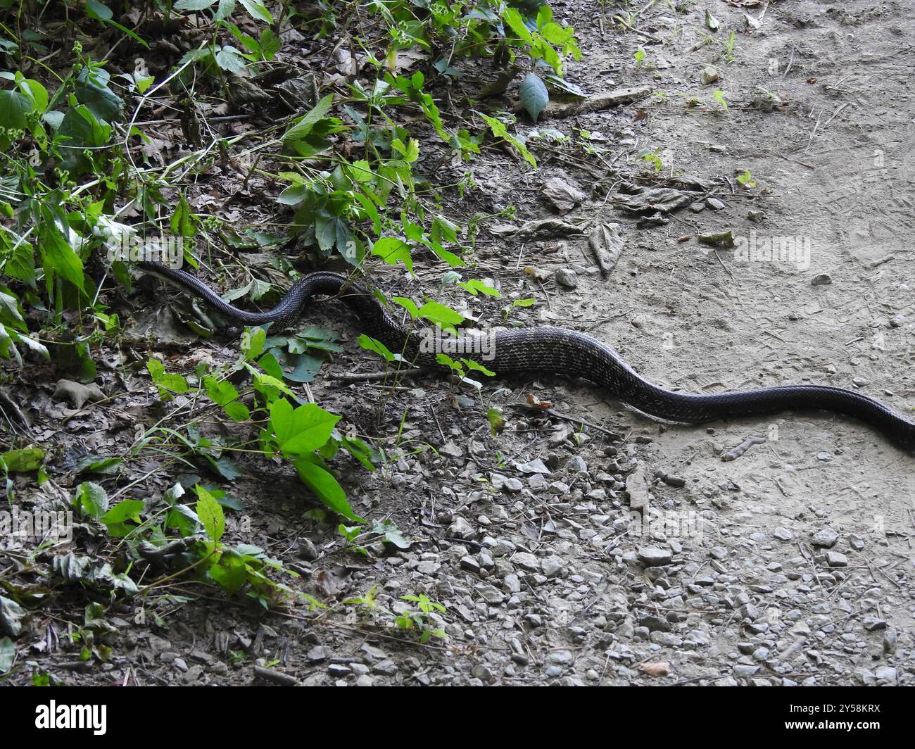 Gray Ratsnake (Pantherophis spiloides) Reptilia Stock Photo - Alamy