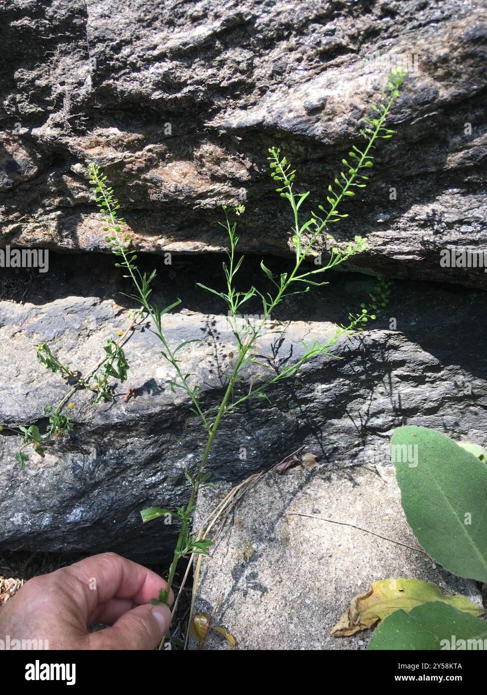 Virginia pepperweed (Lepidium virginicum) Plantae Stock Photo - Alamy