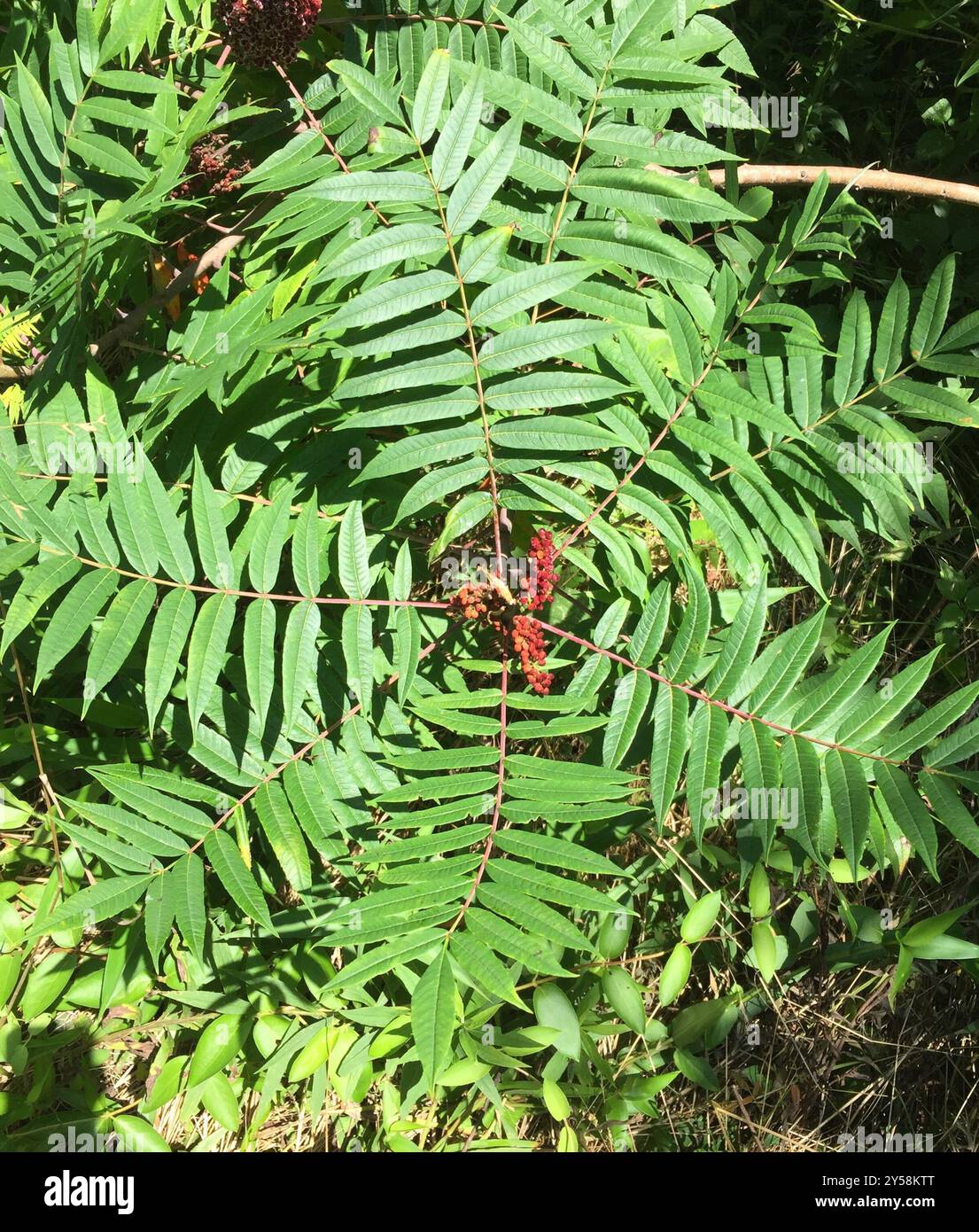 smooth sumac (Rhus glabra) Plantae Stock Photo - Alamy