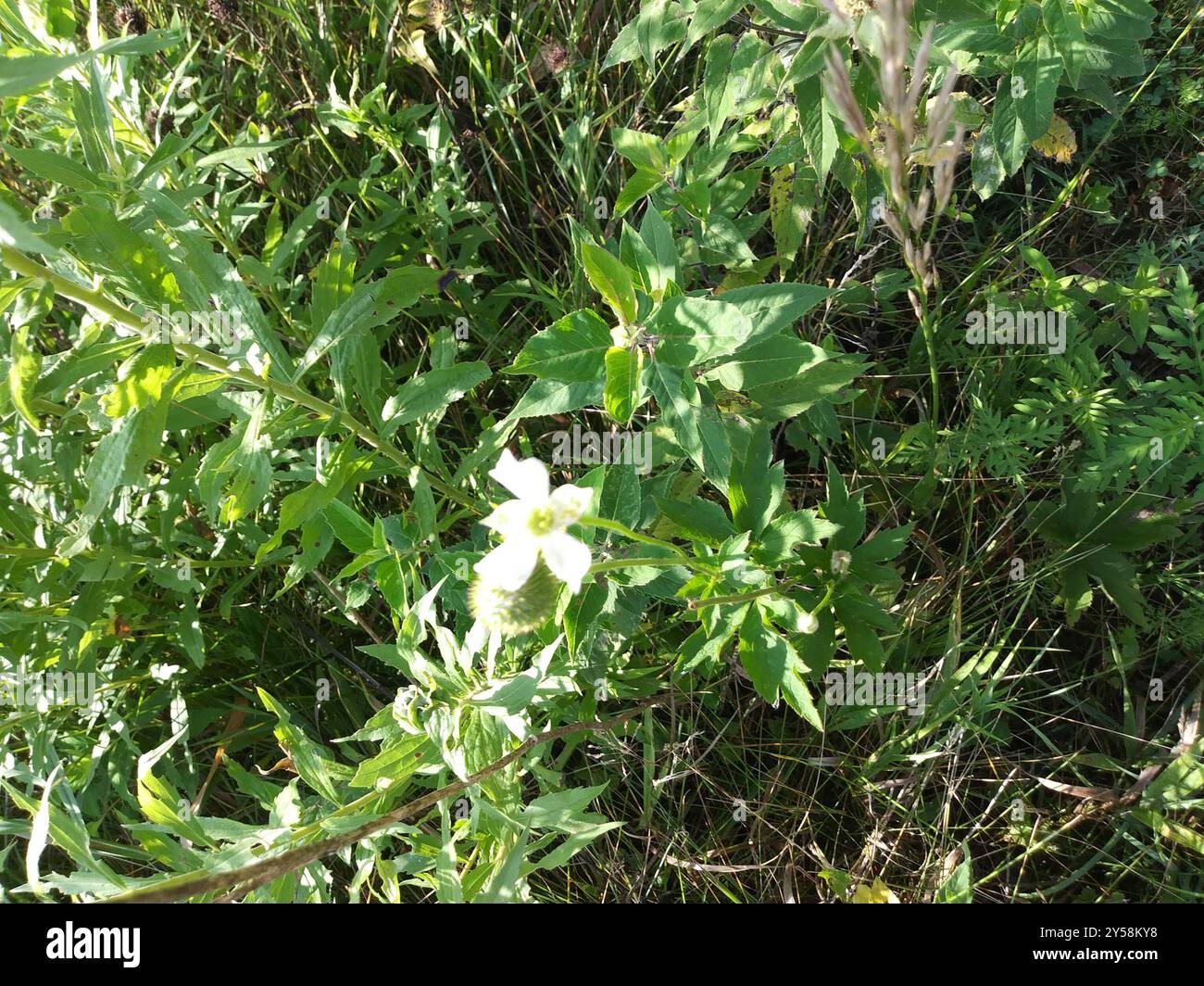 tall thimbleweed (Anemone virginiana) Plantae Stock Photo - Alamy