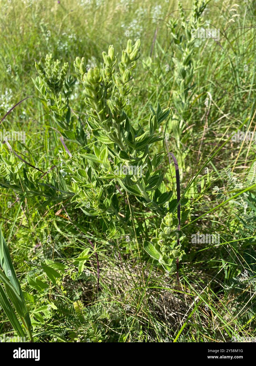 western false gromwell (Lithospermum occidentale) Plantae Stock Photo ...