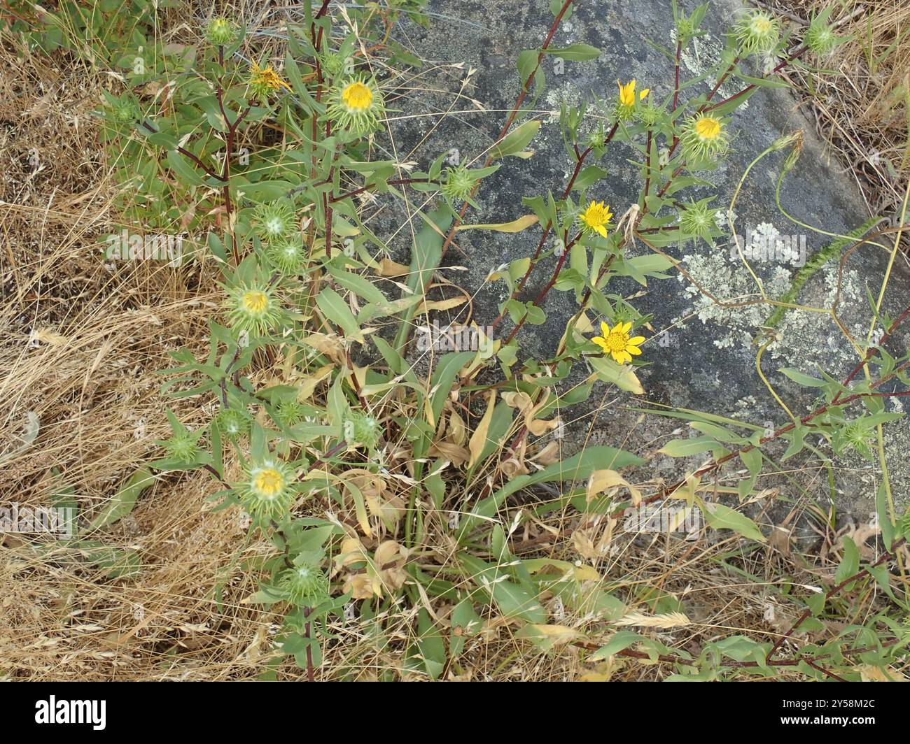 Oregon Gumplant (Grindelia stricta) Plantae Stock Photo - Alamy