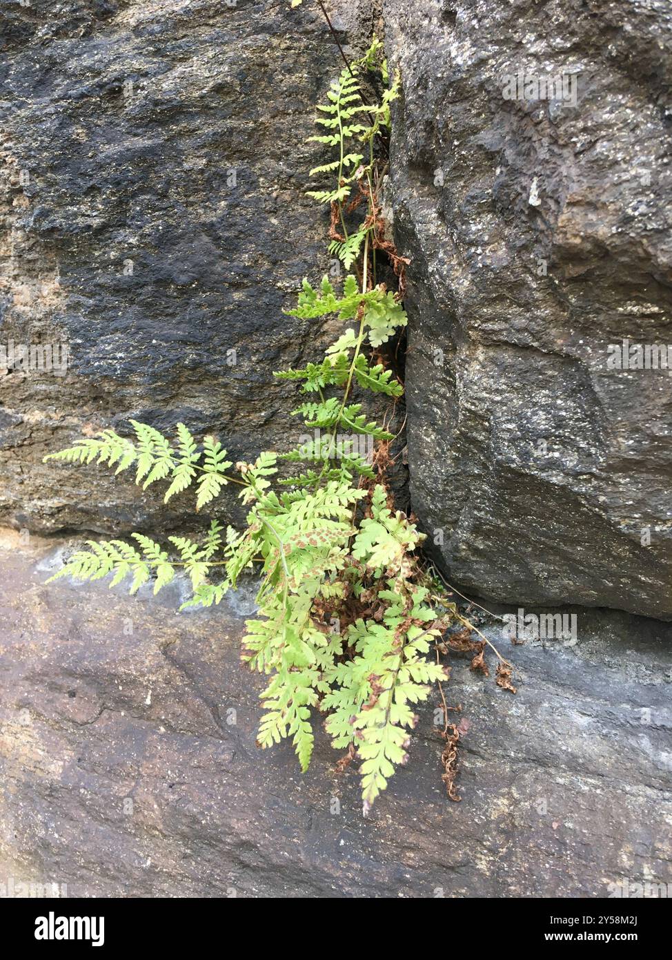 ferns (Polypodiopsida) Plantae Stock Photo - Alamy
