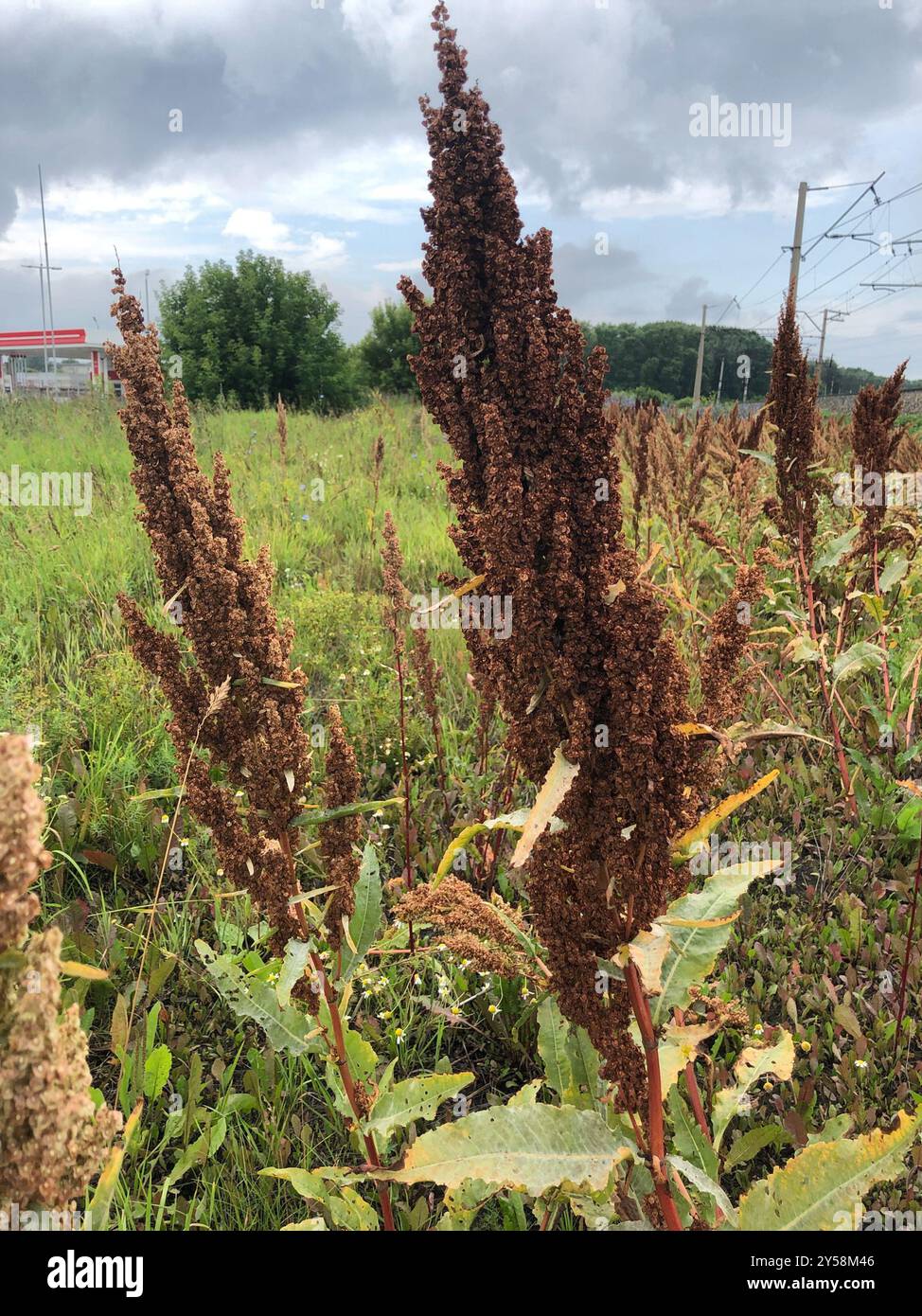 Patience Dock (Rumex patientia) Plantae Stock Photo - Alamy