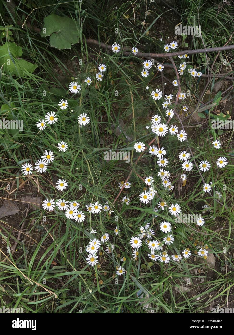 scentless mayweed (Tripleurospermum inodorum) Plantae Stock Photo - Alamy