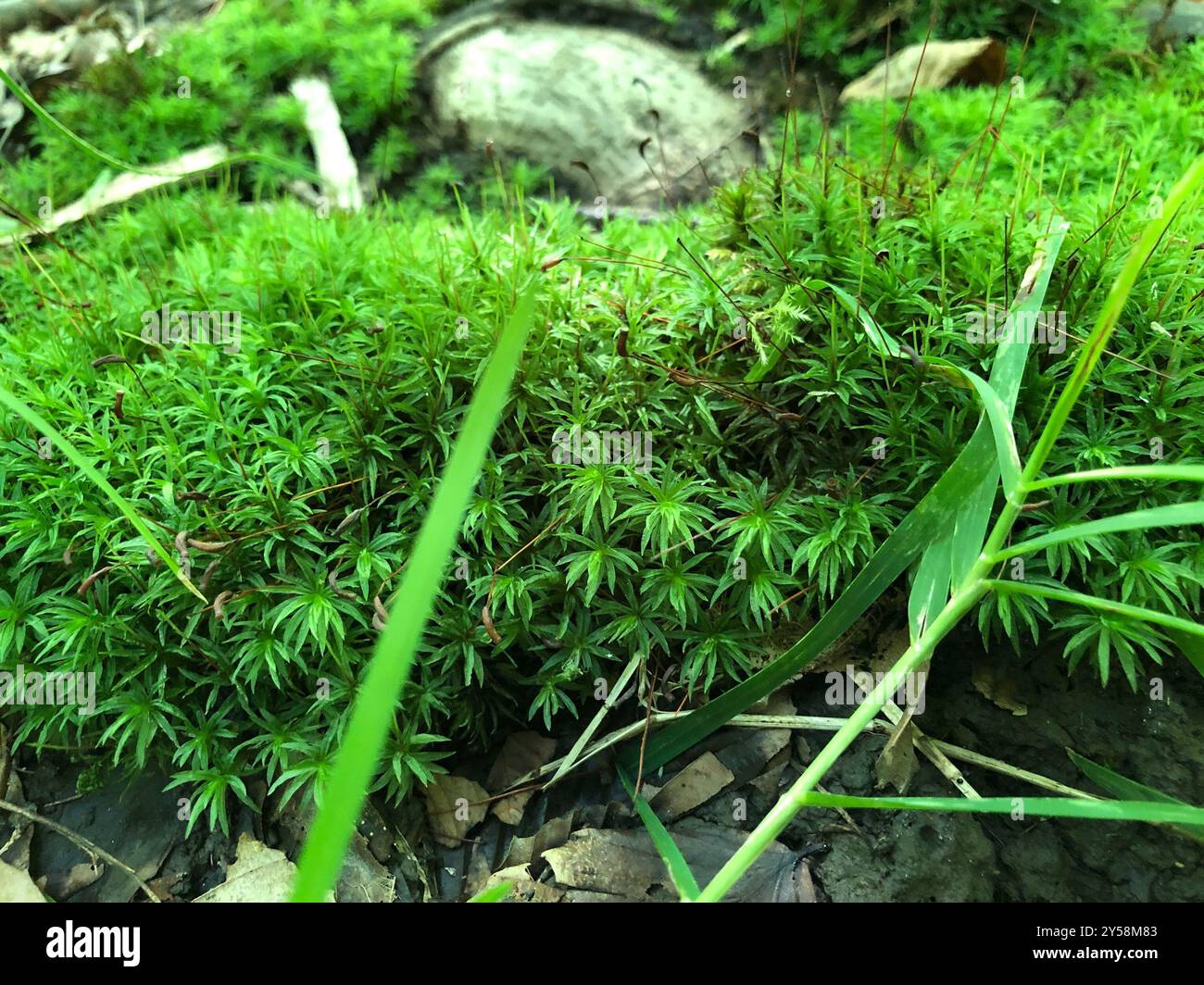 Smoothcap Mosses (Atrichum) Plantae Stock Photo - Alamy