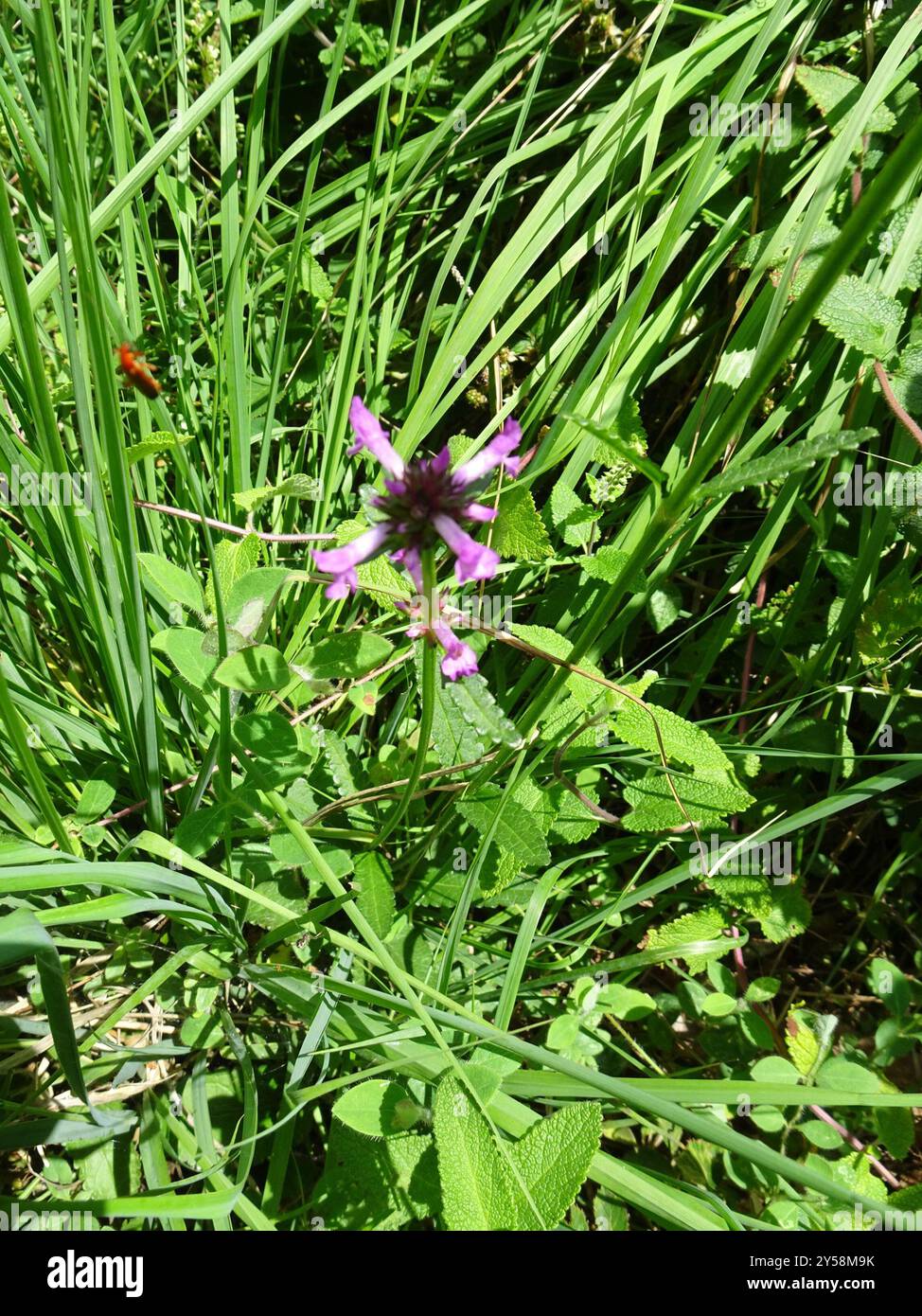 common hedge-nettle (Betonica officinalis) Plantae Stock Photo - Alamy