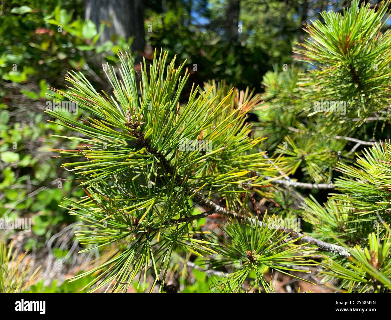 western white pine (Pinus monticola) Plantae Stock Photo - Alamy