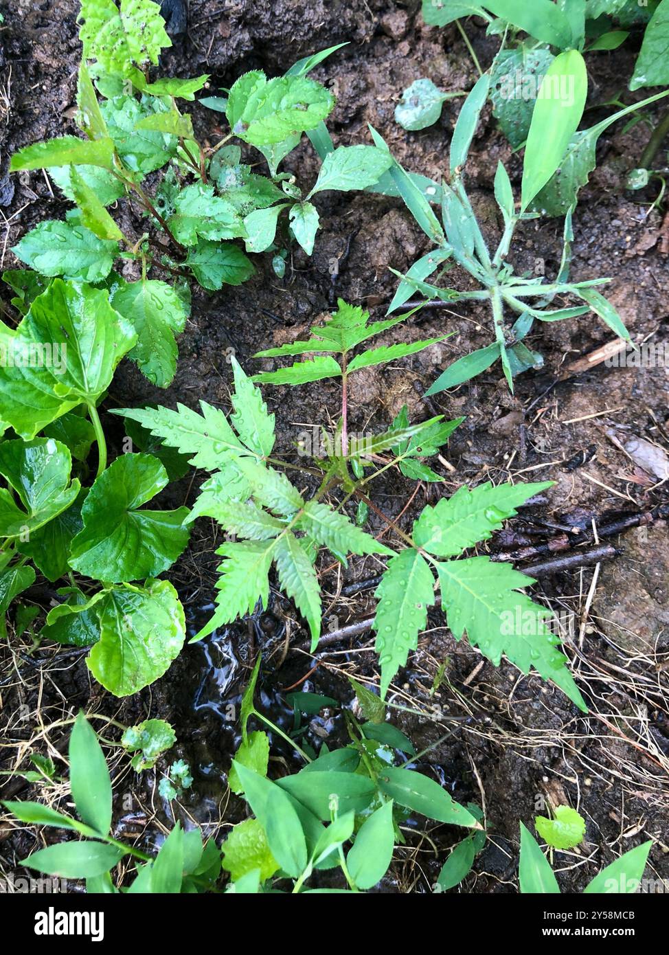 Devil's Beggarticks (Bidens frondosa) Plantae Stock Photo - Alamy