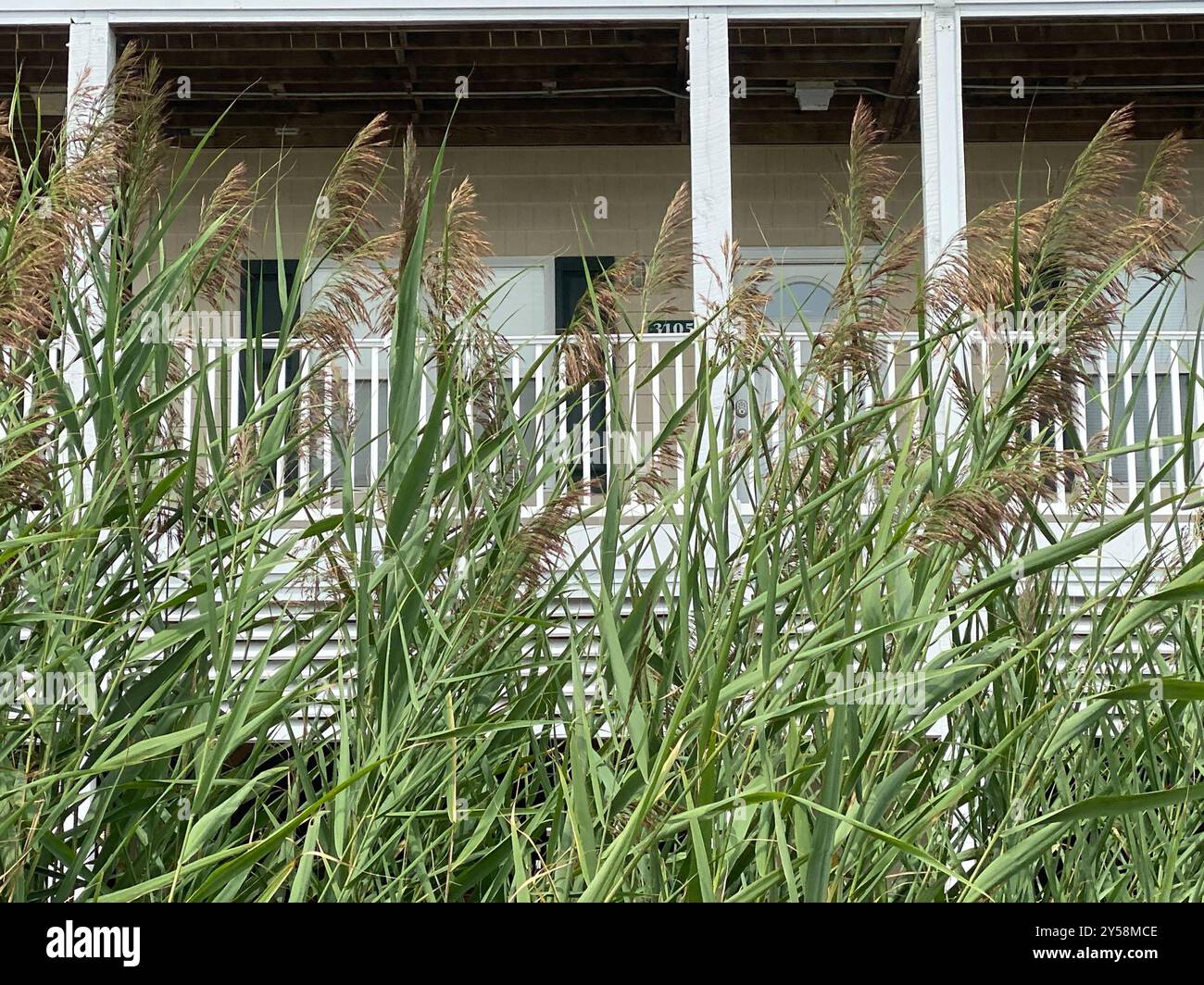 common reed (Phragmites australis) Plantae Stock Photo - Alamy