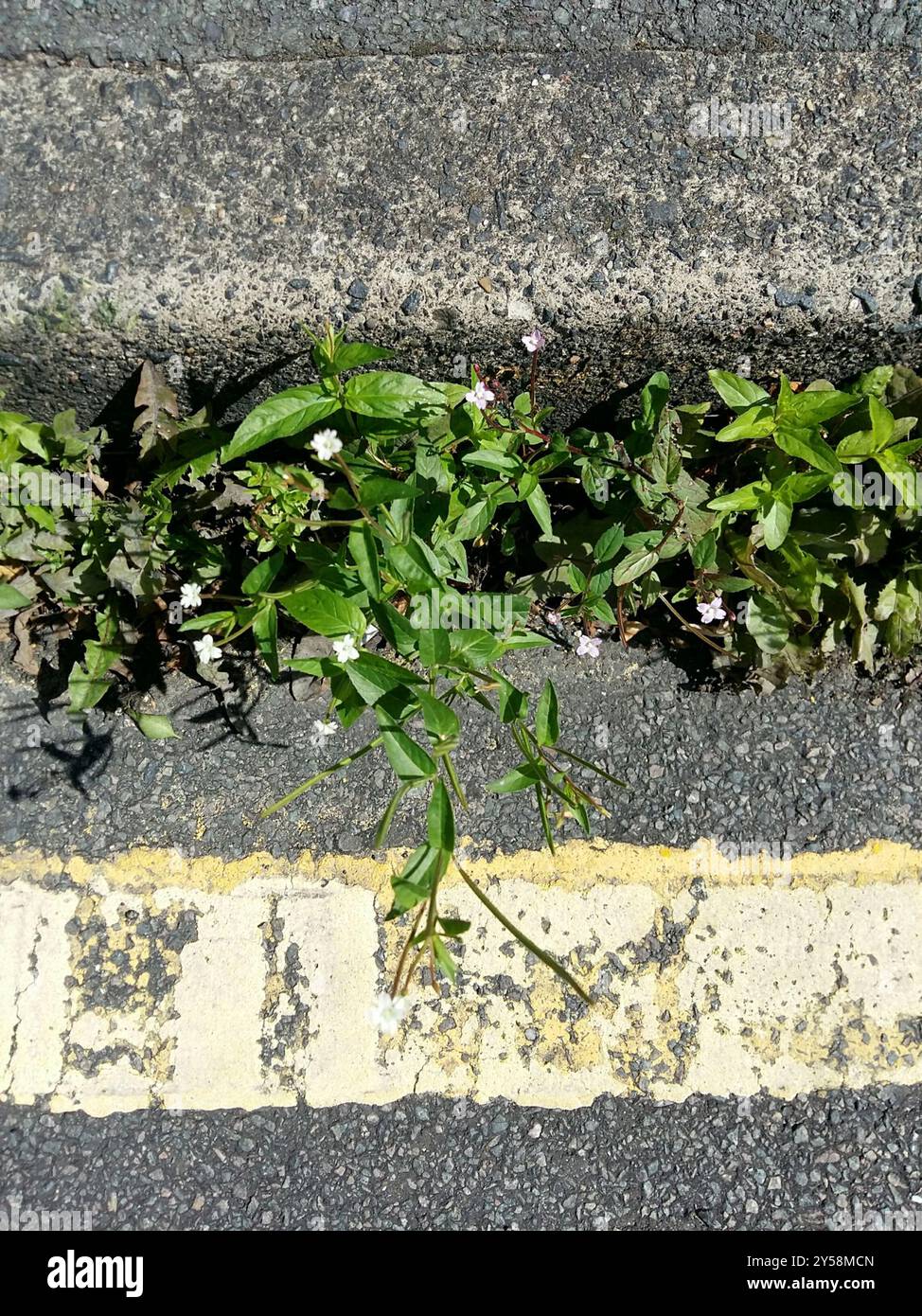 Broad-leaved Willowherb (Epilobium montanum) Plantae Stock Photo - Alamy