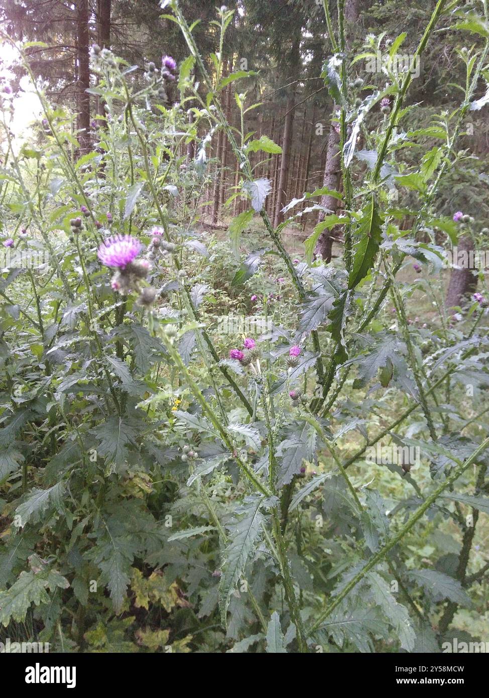 Welted Thistle (Carduus crispus) Plantae Stock Photo - Alamy