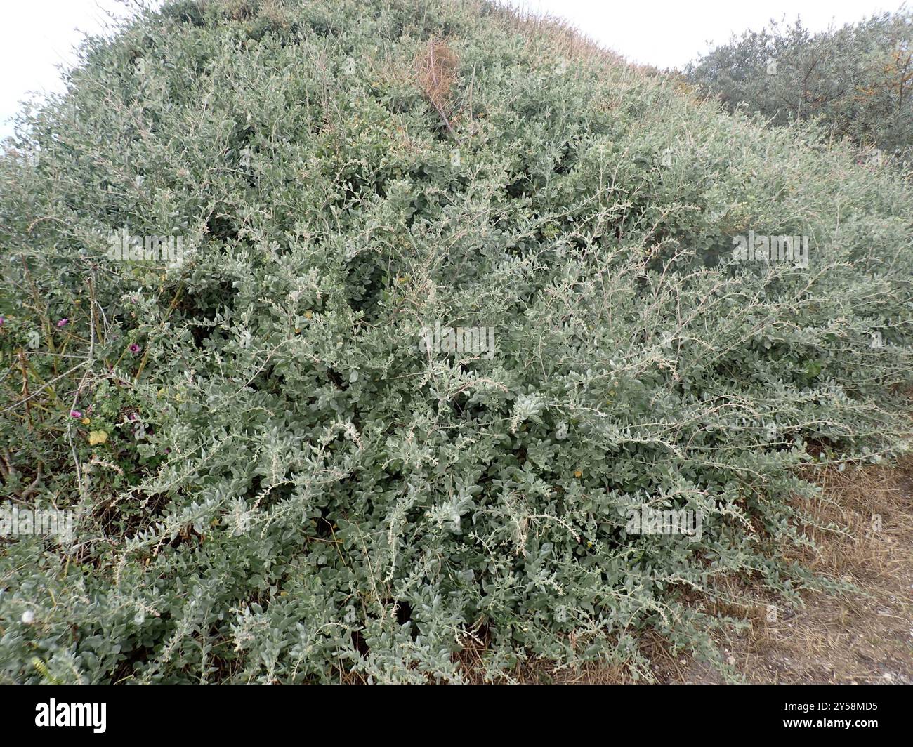 Mediterranean Saltbush (Atriplex halimus) Plantae Stock Photo - Alamy