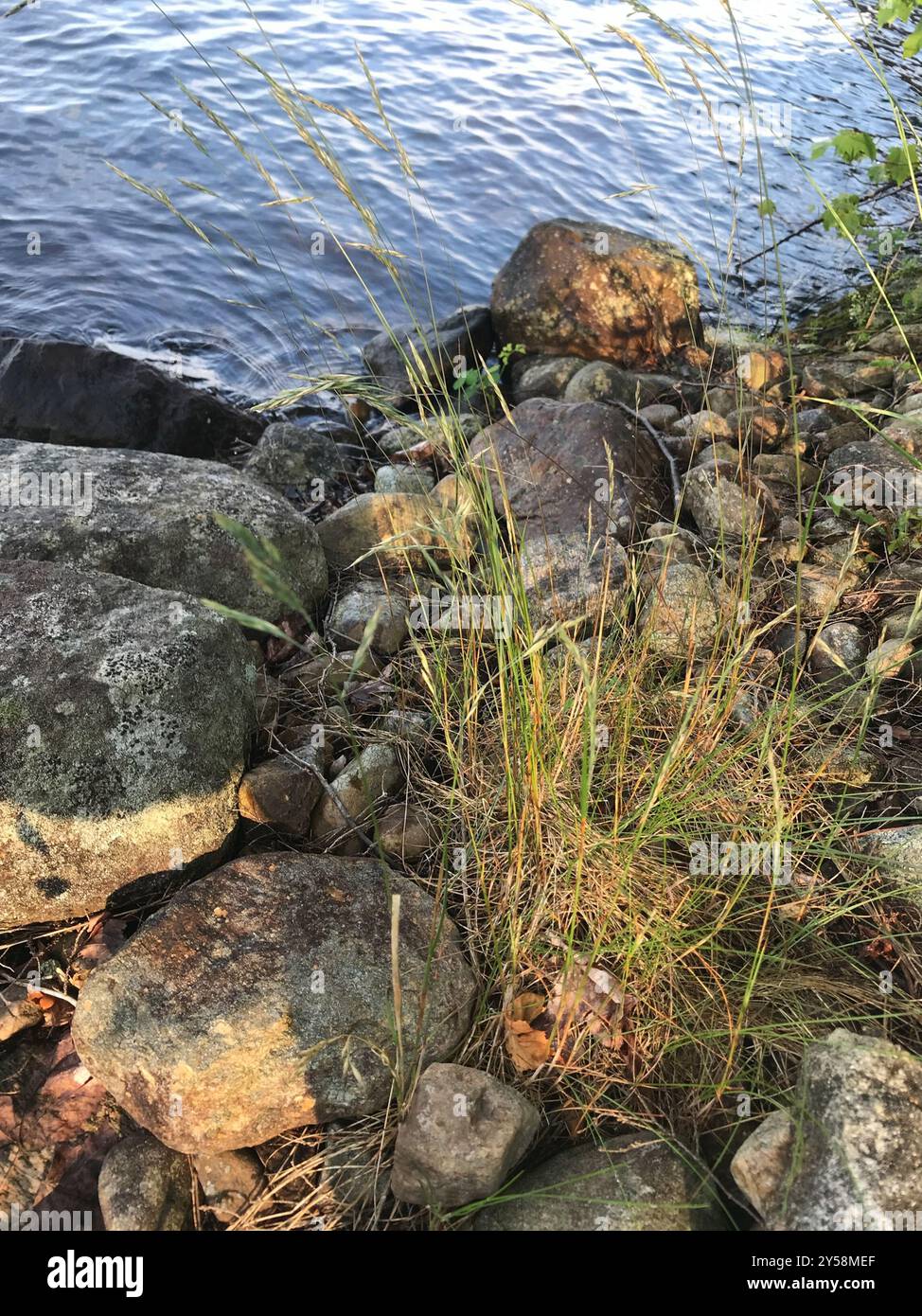 canadian bluejoint (Calamagrostis canadensis) Plantae Stock Photo - Alamy