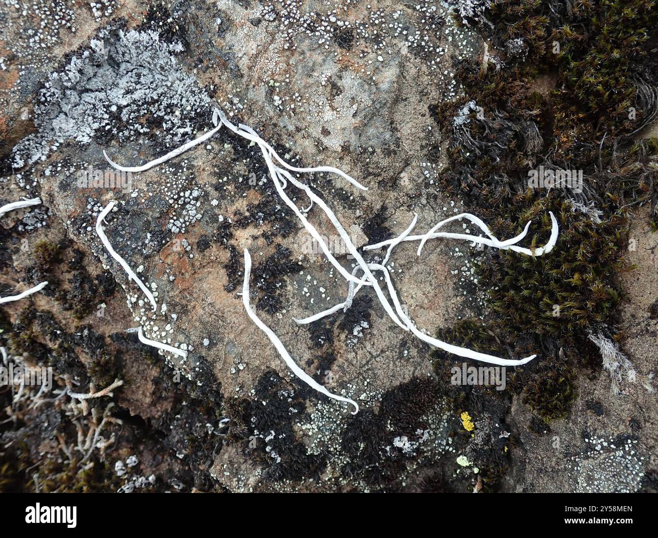 Whiteworm Lichen (Thamnolia vermicularis) Fungi Stock Photo - Alamy