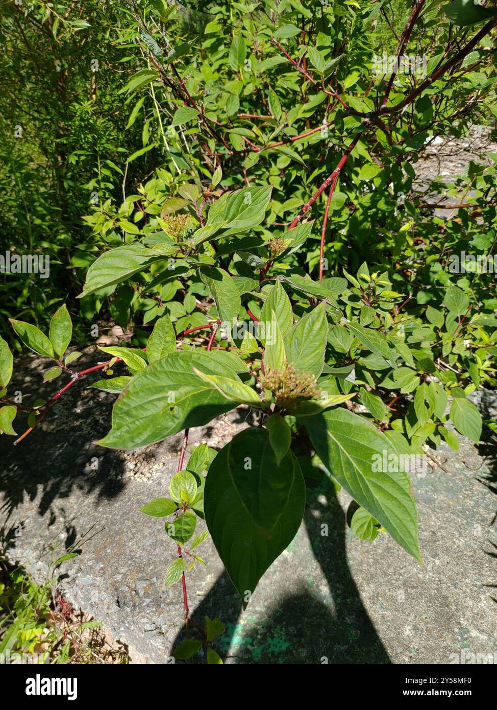 red osier dogwood (Cornus sericea) Plantae Stock Photo - Alamy