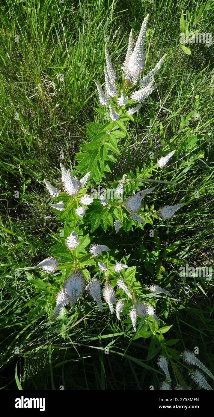 Culver's root (Veronicastrum virginicum) Plantae Stock Photo - Alamy