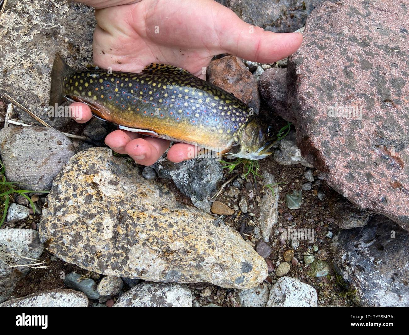 Brook Trout (Salvelinus fontinalis) Actinopterygii Stock Photo - Alamy