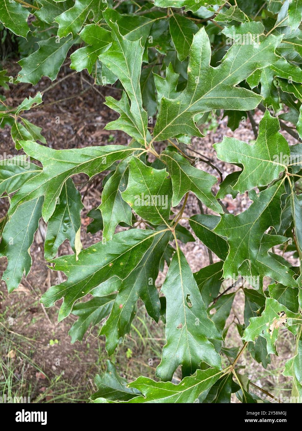 southern red oak (Quercus falcata) Plantae Stock Photo - Alamy