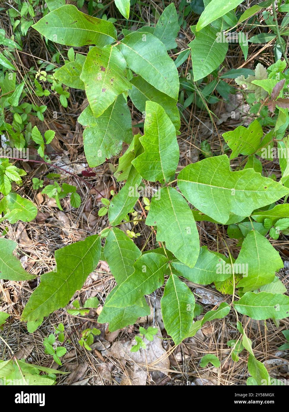 Atlantic poison oak (Toxicodendron pubescens) Plantae Stock Photo - Alamy