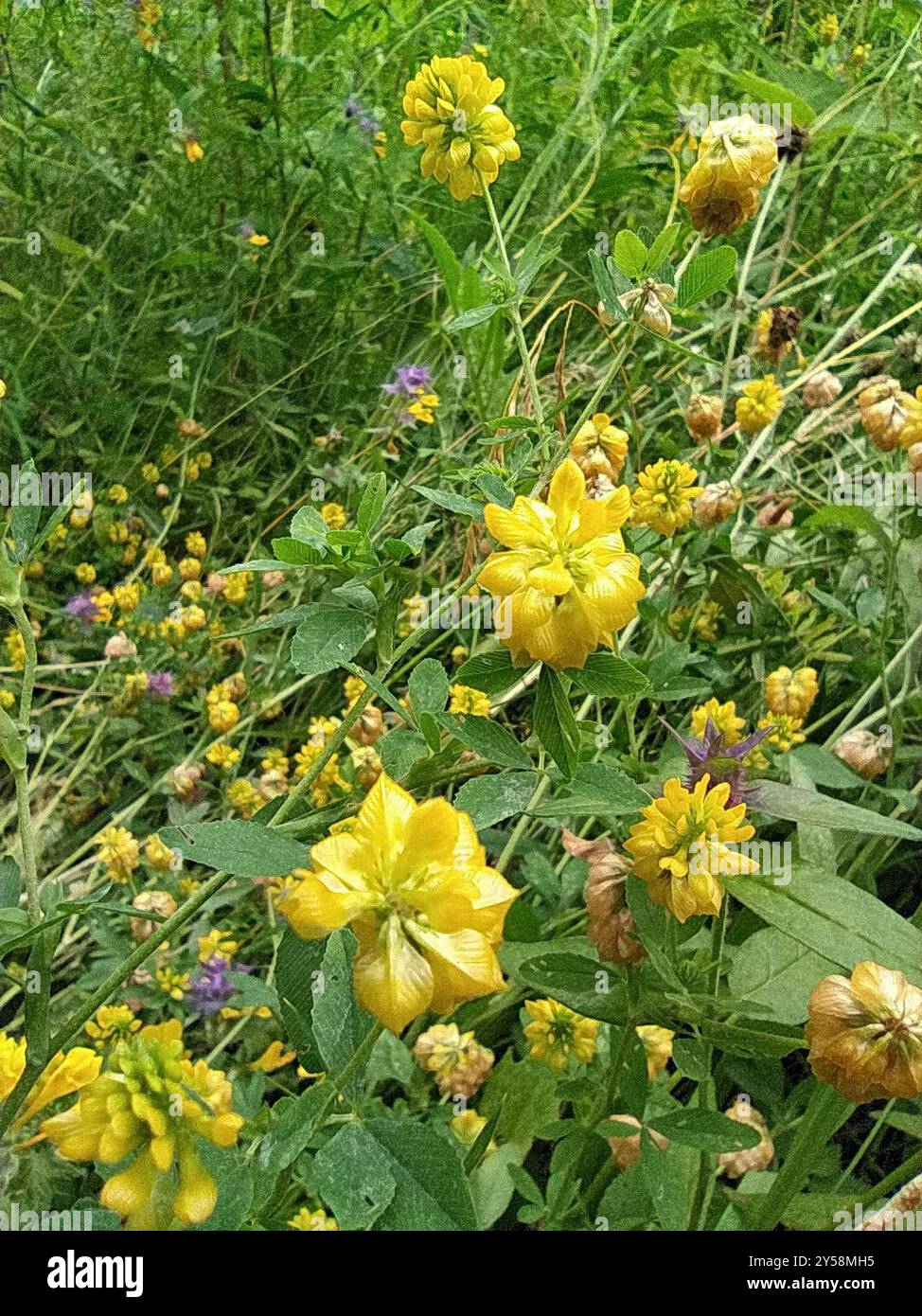 large hop clover (Trifolium aureum) Plantae Stock Photo - Alamy