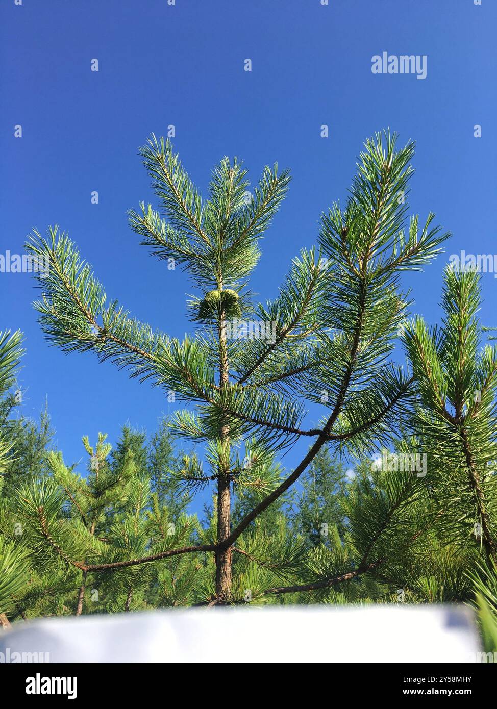 pitch pine (Pinus rigida) Plantae Stock Photo - Alamy