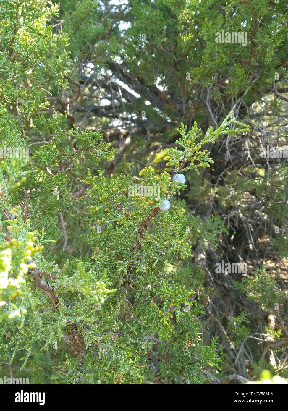 western juniper (Juniperus occidentalis) Plantae Stock Photo - Alamy