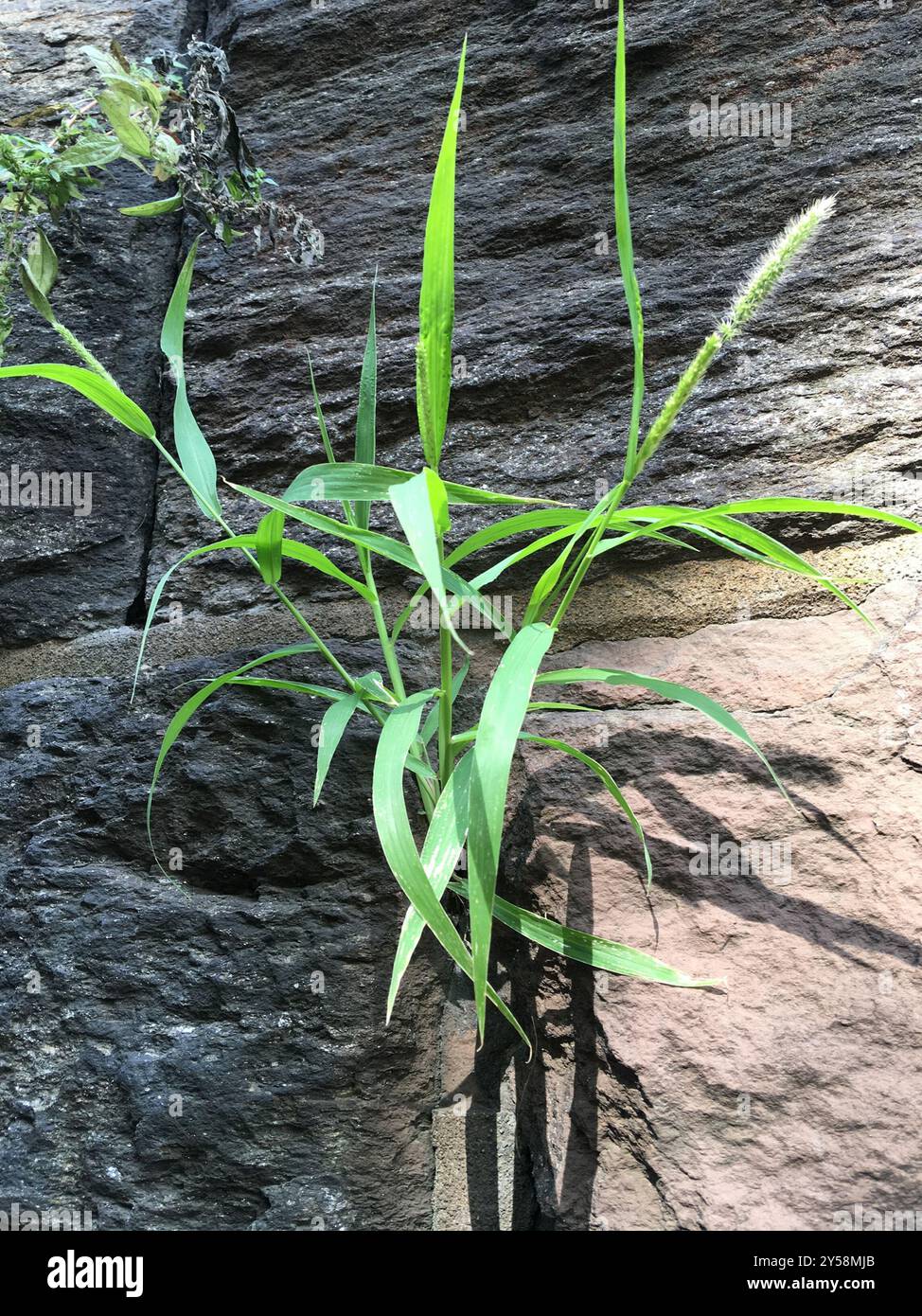 grasses (Poaceae) Plantae Stock Photo - Alamy
