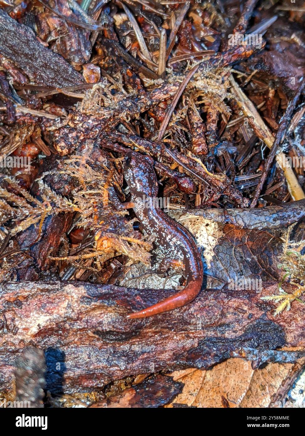 Ensatina (Ensatina eschscholtzii) Amphibia Stock Photo - Alamy