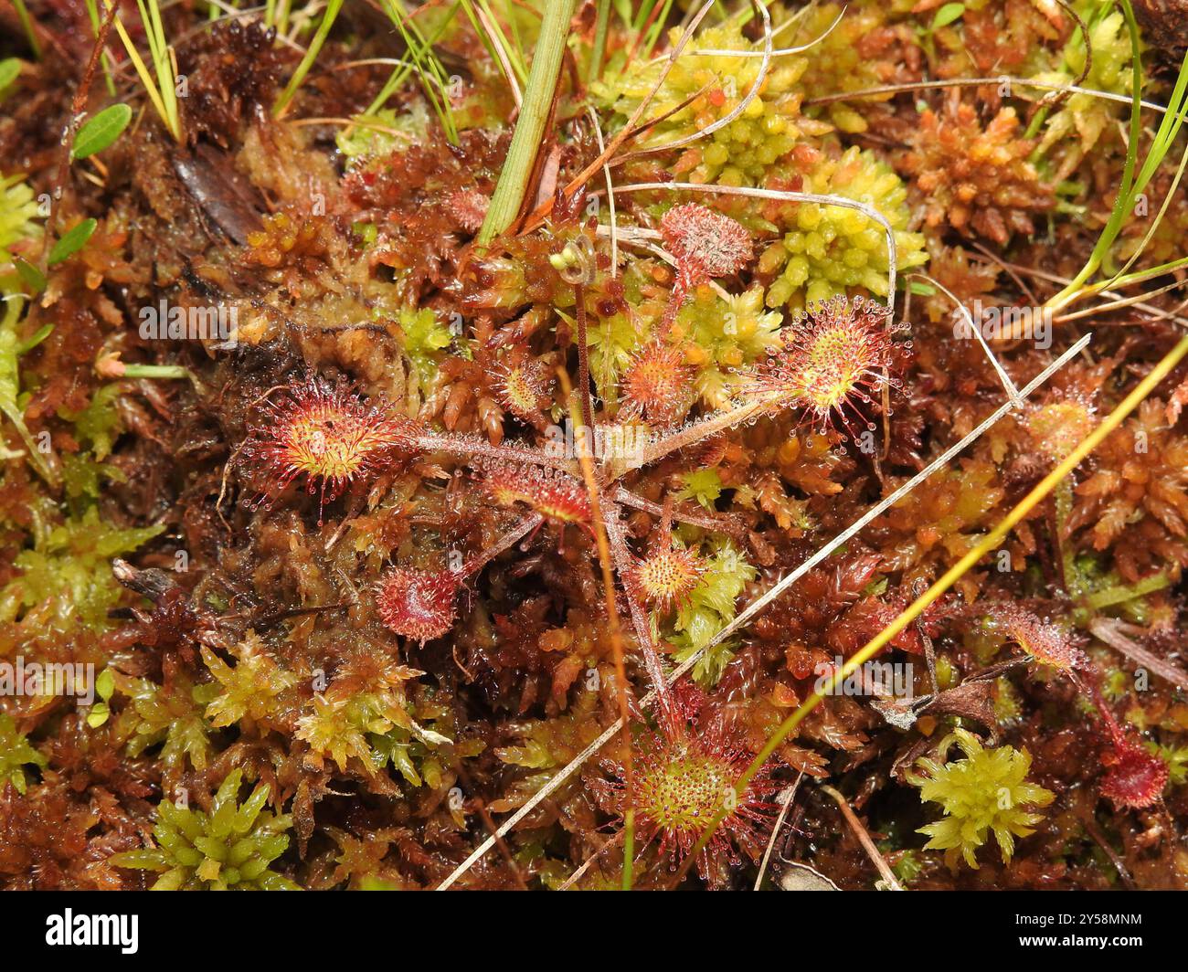 round-leaved sundew (Drosera rotundifolia) Plantae Stock Photo - Alamy