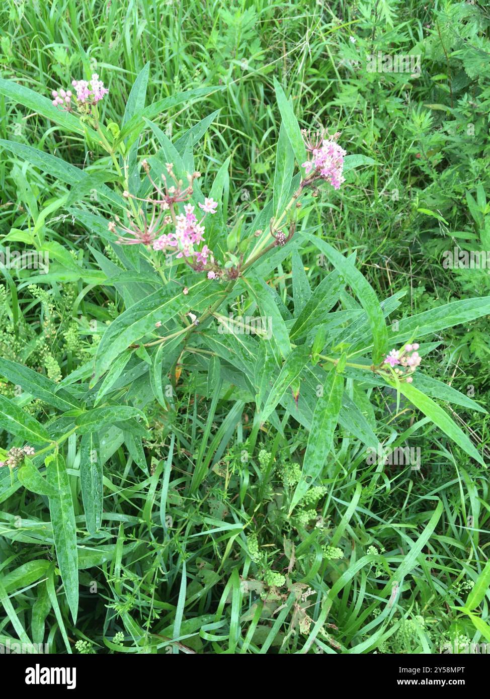 swamp milkweed (Asclepias incarnata) Plantae Stock Photo - Alamy