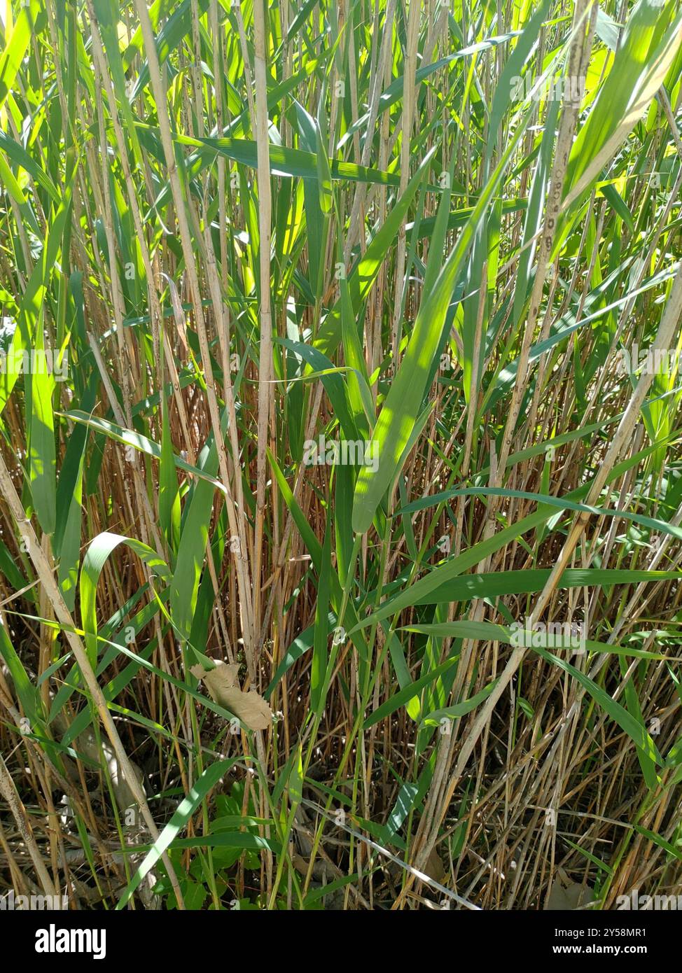 monocots (Liliopsida) Plantae Stock Photo - Alamy