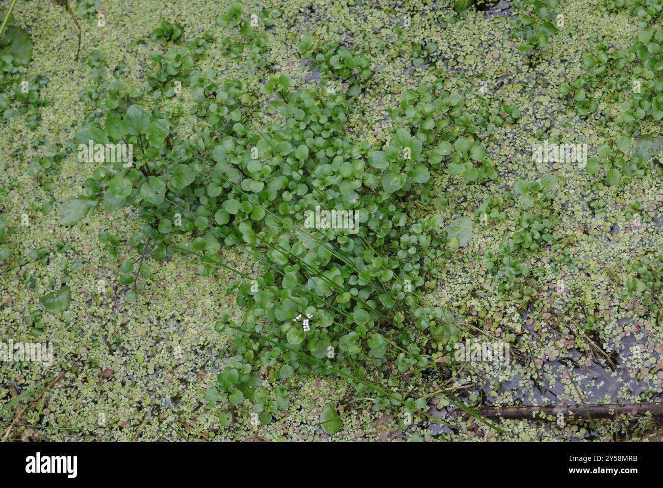 watercress (Nasturtium officinale) Plantae Stock Photo - Alamy